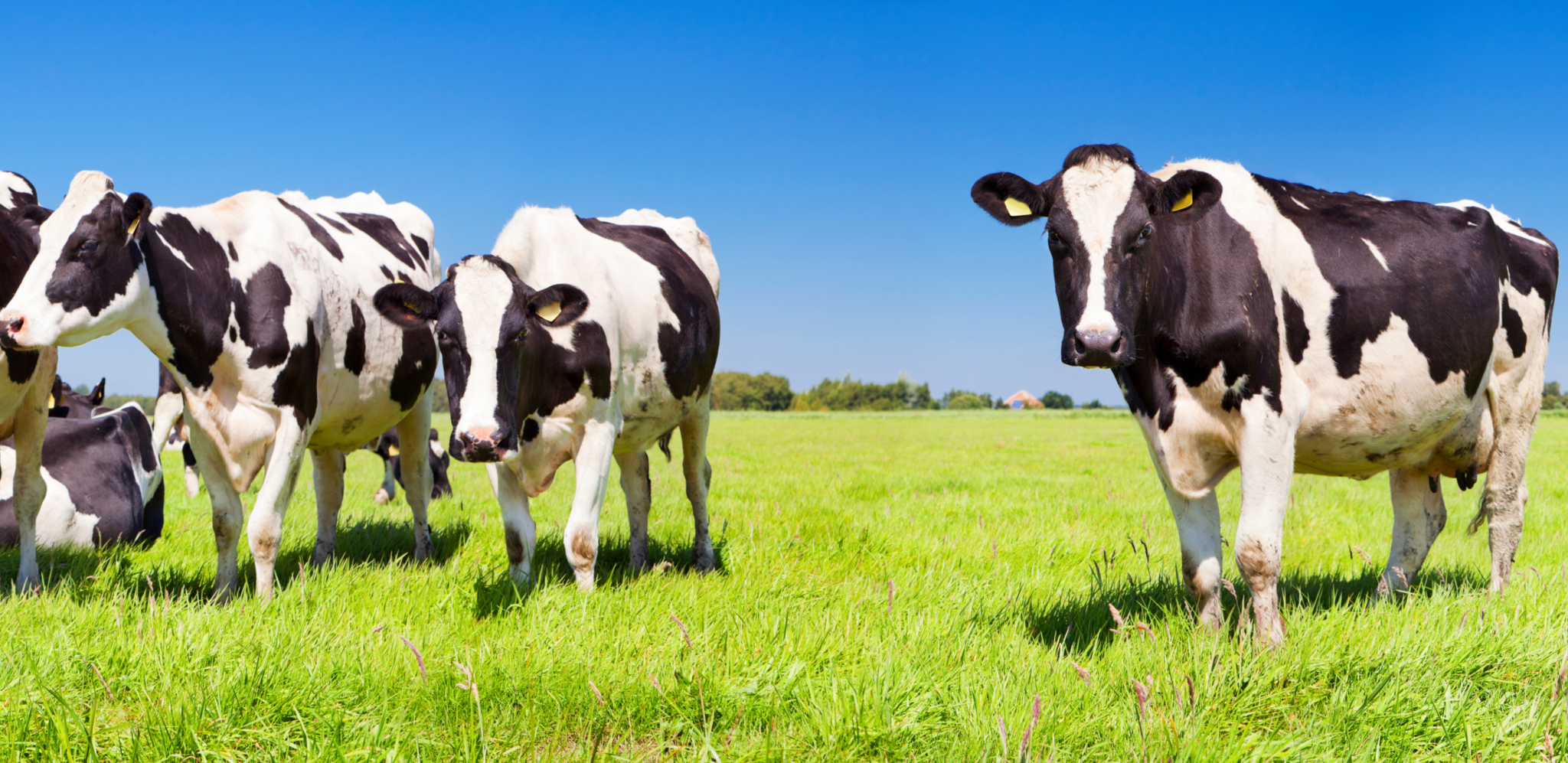 Industries - Control Union Portugal