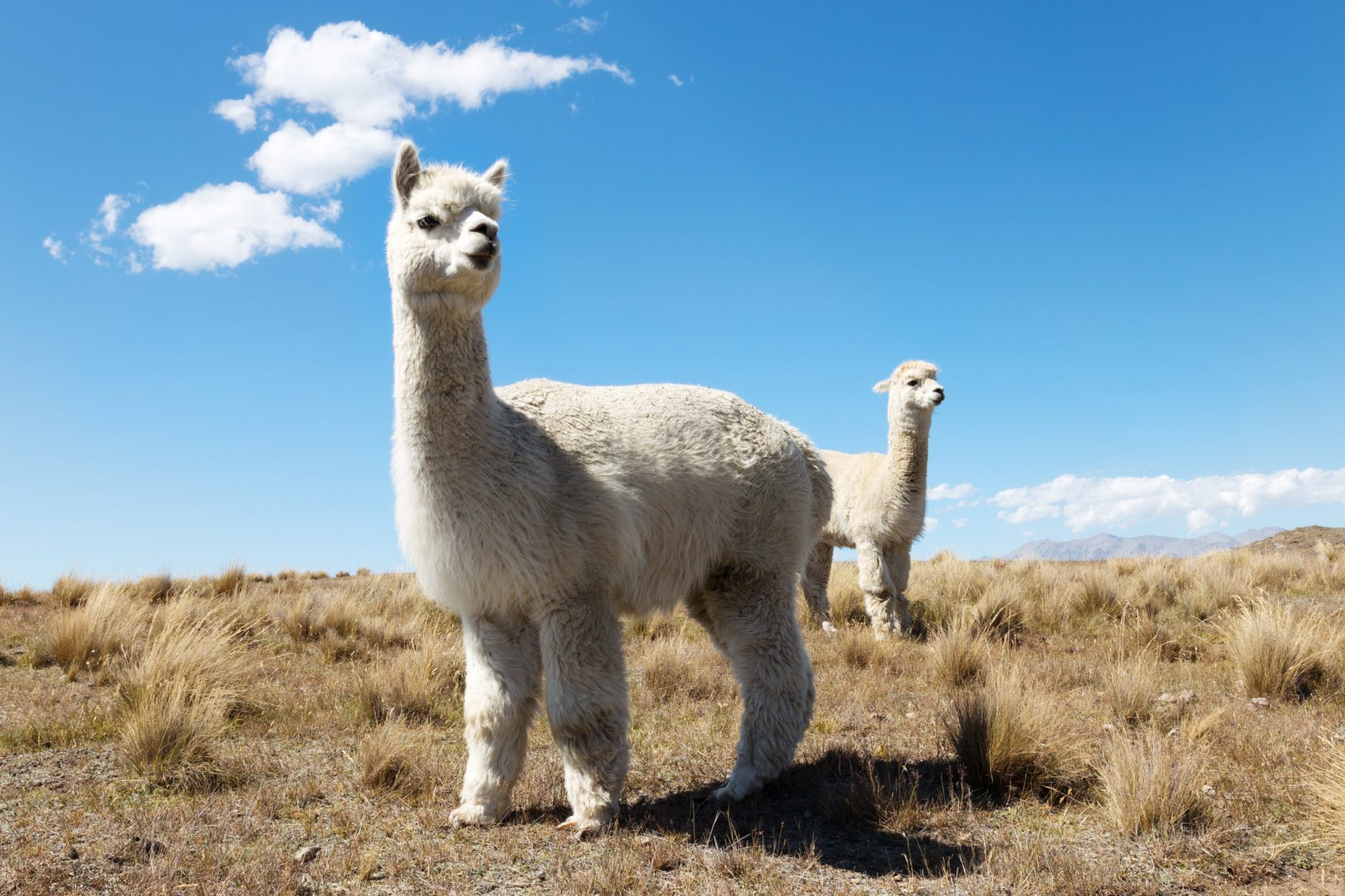 RAS – Responsible Alpaca Standard - Control Union Portugal